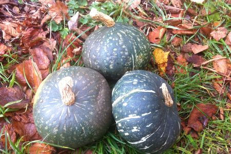 courge potimarron vert kabocha de Les Jardins Voyageurs / Isabelle ...