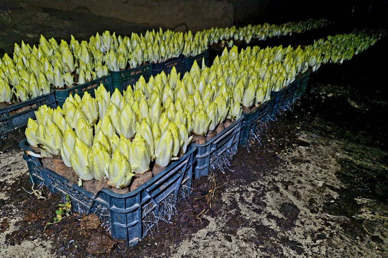 endive bio pleine terre de les champis de l antre deux mers - local.bio