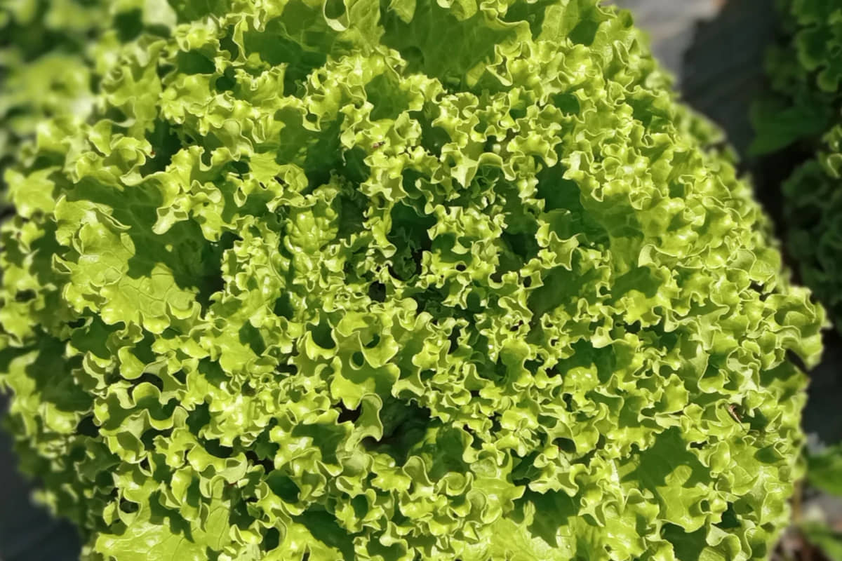 laitue batavia verte de LA FERME DE LA MUZERIE GAEC - local.bio