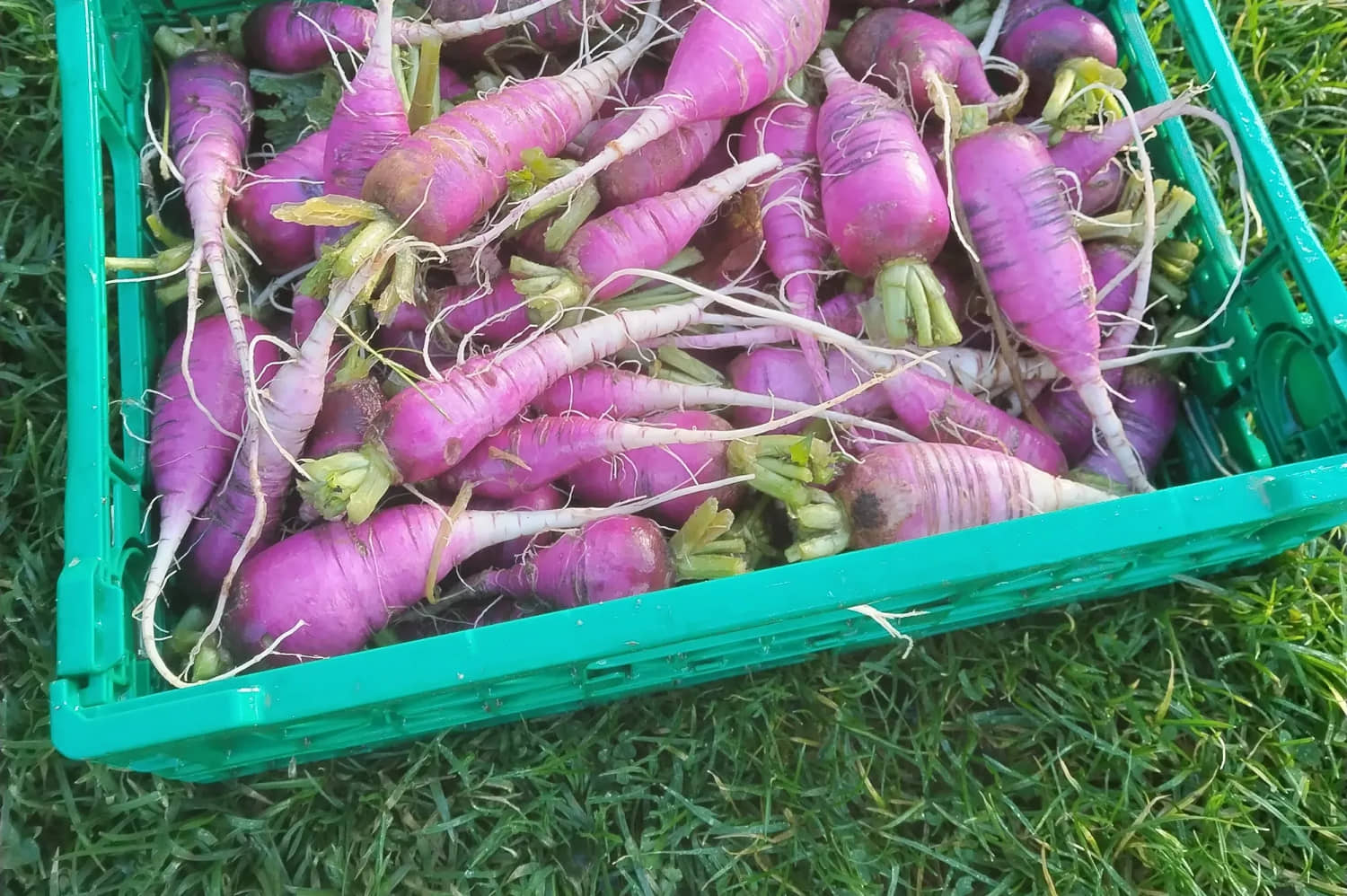 radis violet d'hiver 300g de Les Coudercs du Bois Marteau - local.bio