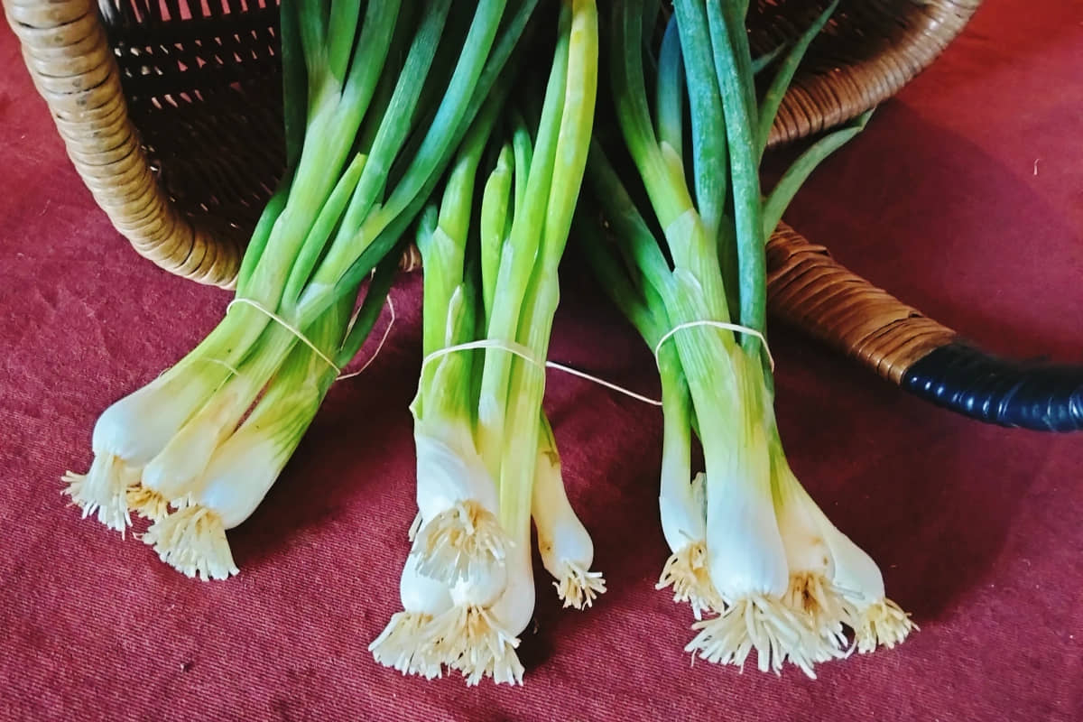 oignon de printemps (ciboule) de Le Jardin de la Maison Rouge - local.bio
