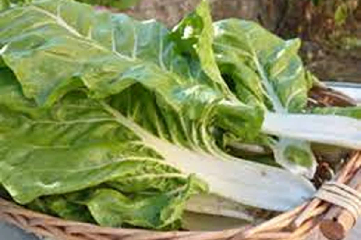 blette de Les Serres de Bargay - local.bio