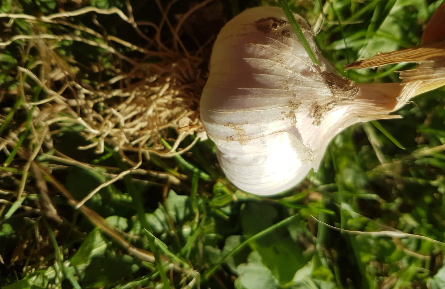 ail sec de justin morillas - local.bio