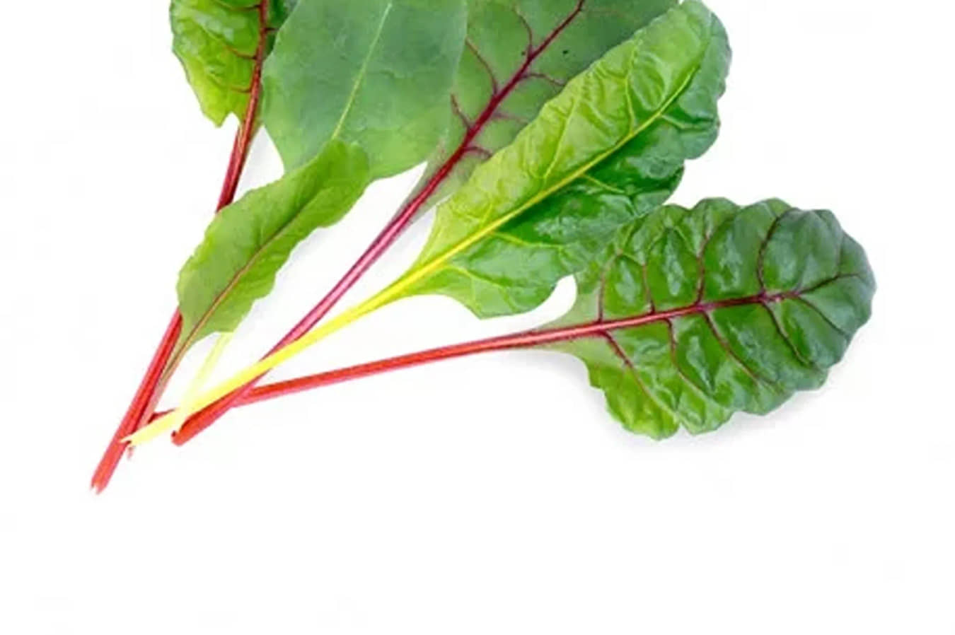 petite blette rouge de gaec mara - local.bio