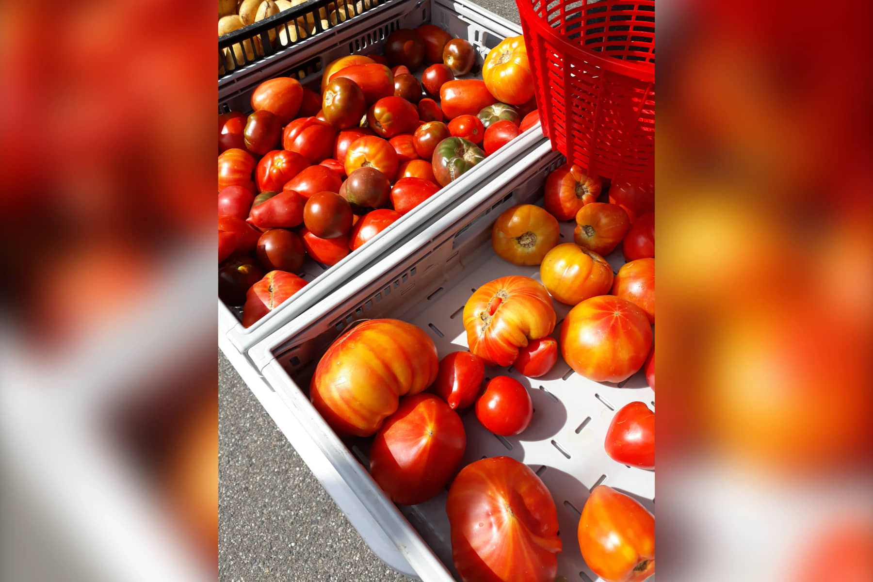 tomate de O' bon endroit - local.bio