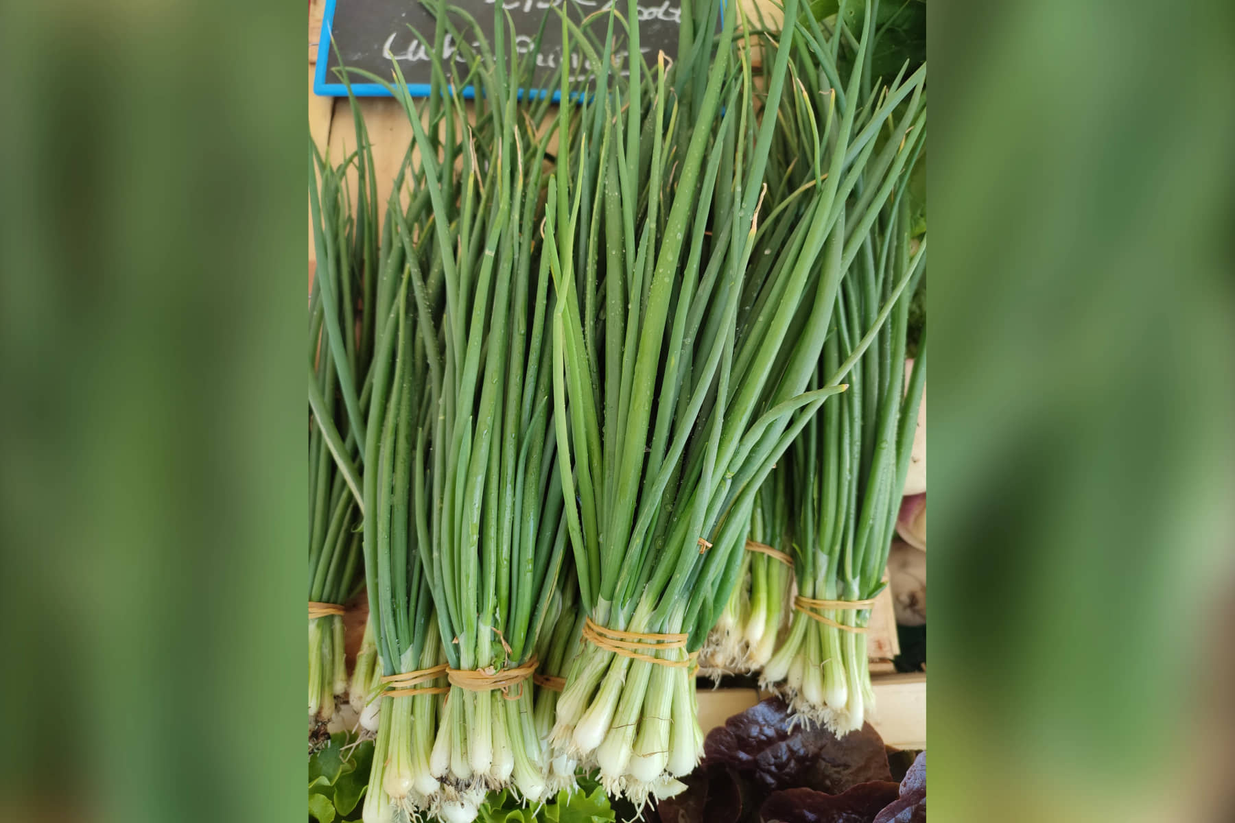 cebette botte de Nom d'une Ferme ! Brice Massé - local.bio