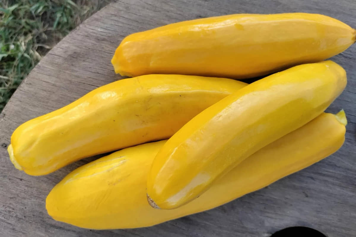 courgette jaune de Les Légumes Perchés - local.bio