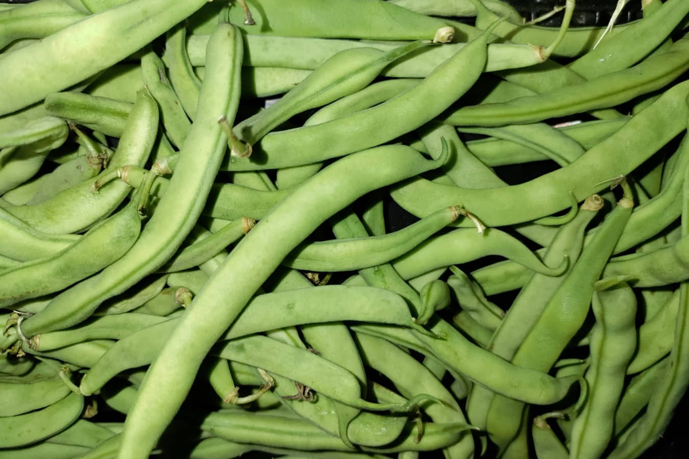 haricot vert de Les Légumes Perchés - local.bio