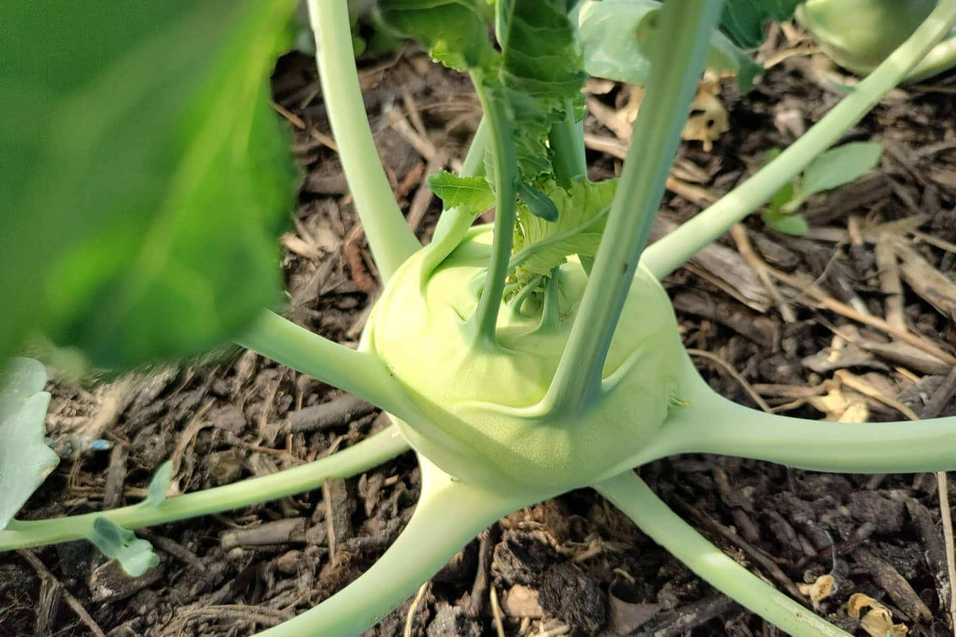 chou-rave blanc de Les Légumes Perchés - local.bio