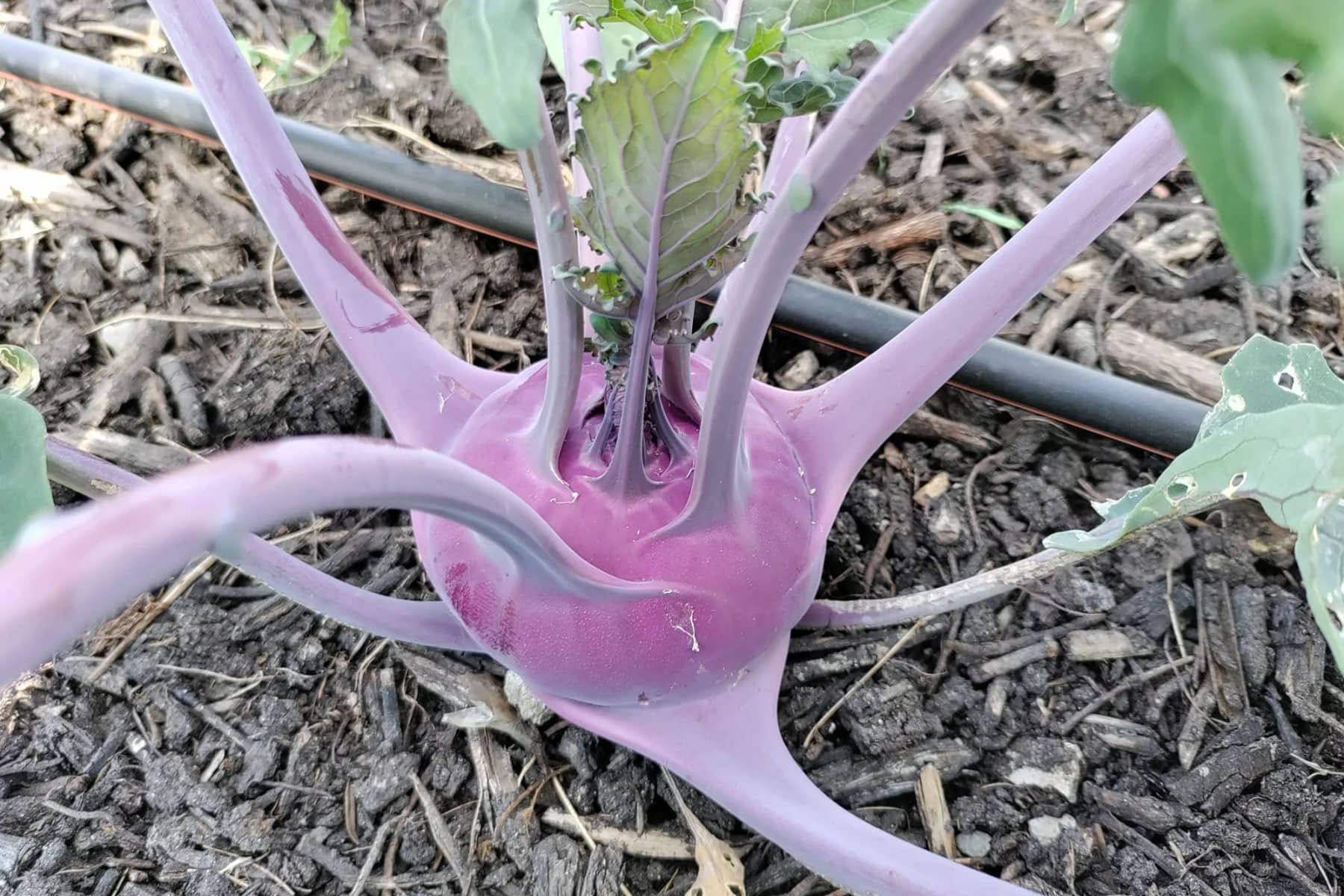 chou-rave violet de Les Légumes Perchés - local.bio