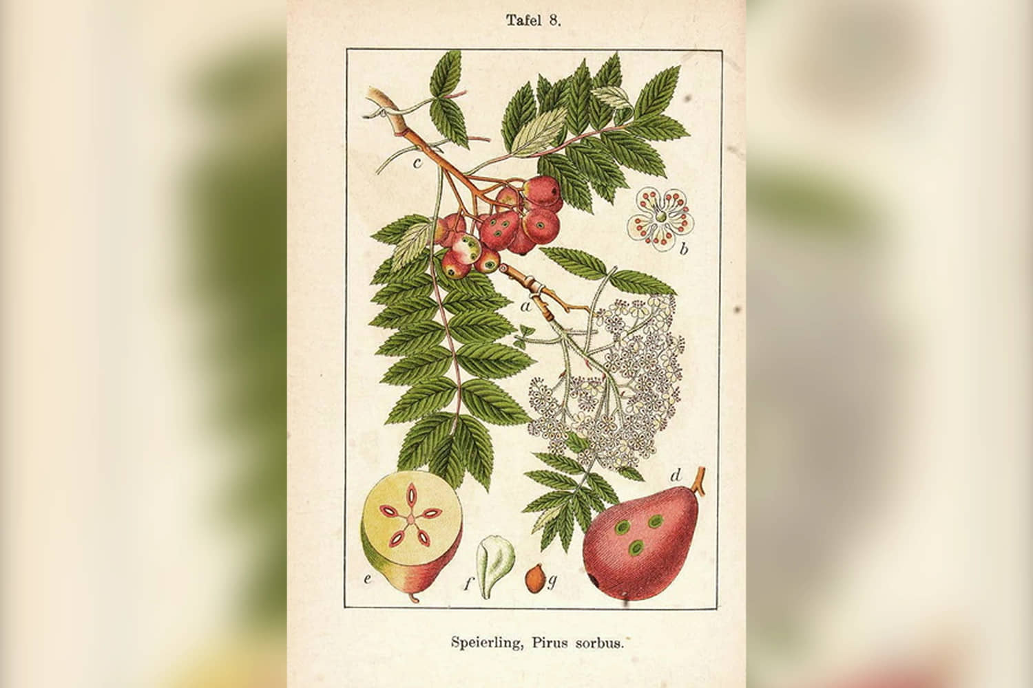 cormier (sorbus domestica) - Des Racines et des Fruits - local.bio