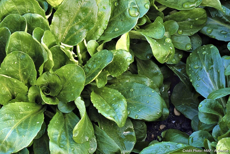 mâche - Le Jardin d'Askell - local.bio